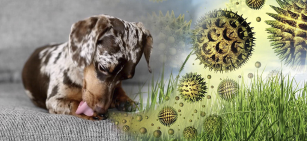 The COVID-19 vaccine for animals - Rose Law Group Reporter