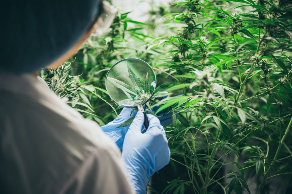 Glendale's medical marijuana shops tread through legal maze - Rose Law ...